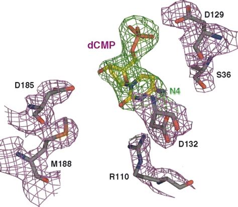 Electron Density Map Of The Dcmp Binding Region For The R188m Cmp