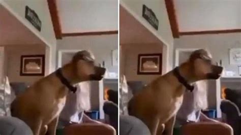 ვიდეო ფეხბურთის მოყვარული ძაღლი თამაშის ყურებისას ემოციებს ვერ მალავს სახალისო კადრები