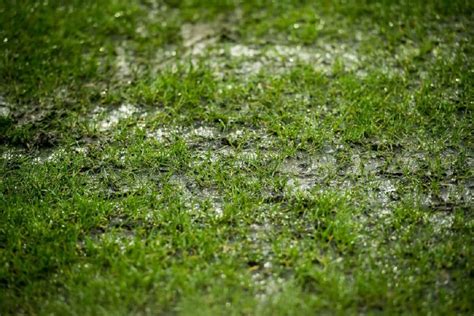 Will My Grass Be Wet In The Morning At Kenneth Neilson Blog