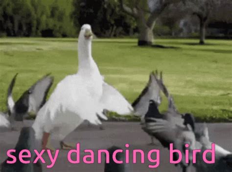 Sexy Dancing Gif Sexy Dancing Birds Discover Share Gifs