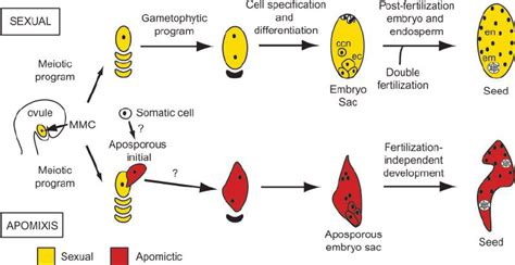 Mechanisms Of Sexual And Apomictic Reproduction In Hieracium Download Scientific Diagram