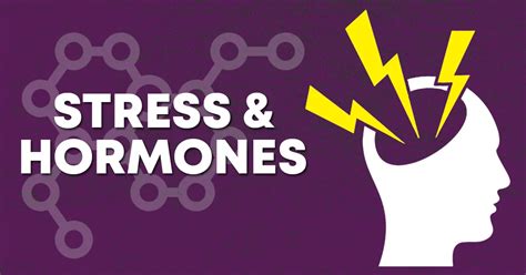 How Stress Affects Hormones Williams Integracare Clinic