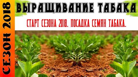 СТАРТ Сезона 2018 Посадка семян табака и махорки Инструкция по посадке Youtube