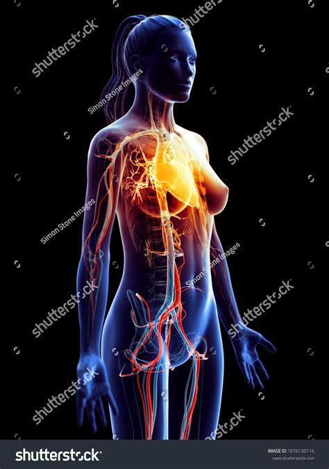 Enfermedad Cardiaca Más De 93065 Ilustraciones Y Dibujos De Stock Con