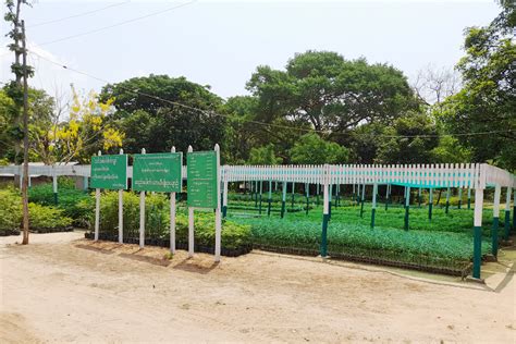 ကျောက်ပန်းတောင်းမြို့နယ် သစ်တောဦးစီးဌာန ပျိုးဥယျာဉ်တွင် ကျေးရွာထင်းစိုက