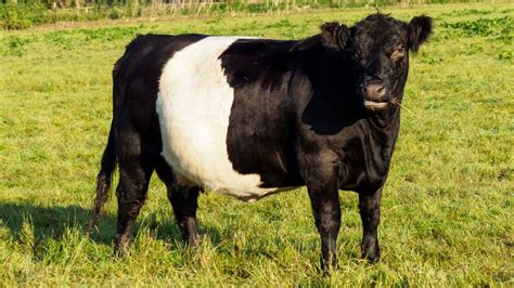 The Truth About Oreo Cows