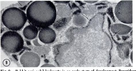 Figure 1 From Ultrastructural Localization Of Myeloperoxidase In Human Neutrophil And Rabbit