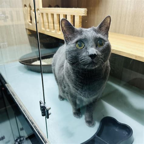 러시안블루찡이 고양이책임분양 인천고양이분양 수원고양이분양 서울고양이분양 대전고양이분양 평택고양이분양 시흥고양이분양