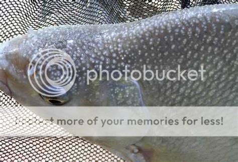 How To Sex Bream Coarse Fishing Fishing Forums From Anglers Net