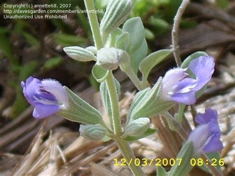 Plantfiles Pictures Salvia Species Snowflake Sage Salvia