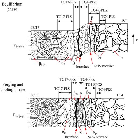 Microstructure Evolution Model Of Tc4 Tc17 Download Scientific Diagram