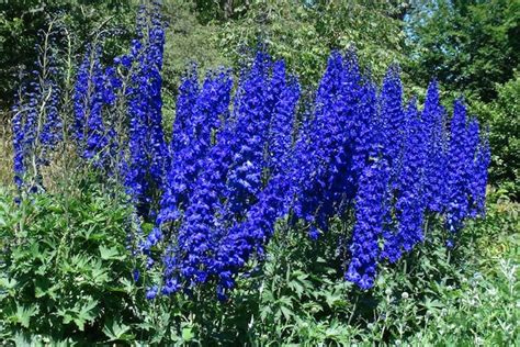 Delphinium Faust Ballyrobert Gardens