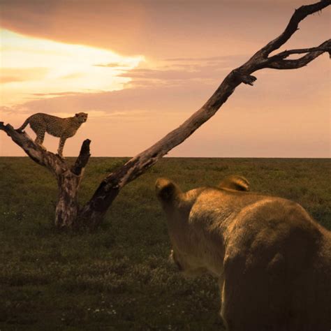 Cat Wars Lion Vs Cheetah National Geographic For Everyone In Everywhere