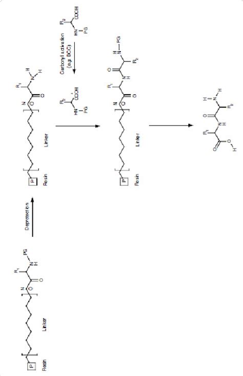 General Solid Phase Peptide Synthesis Scheme Download Scientific Diagram