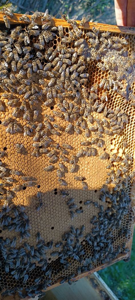 Api Village აპი სოფელი