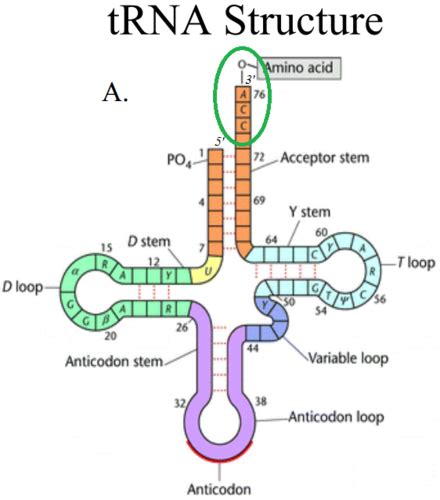 11 Protein Translation And Post Translational Processing Flashcards Quizlet