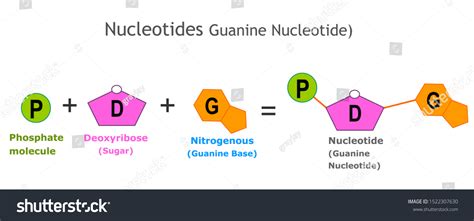 Guanine Nucleotide Anatomy Nucleotides Nucleotide Basic Image Vectorielle De Stock Libre De