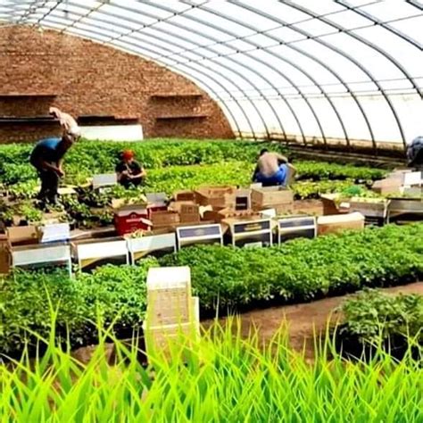 Хөдөлмөр зуслангийн алсын хараа Мөнх Ногоон Амьдрал