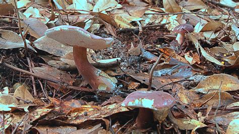 ブドウニガイグチ 森林キノコ山歩