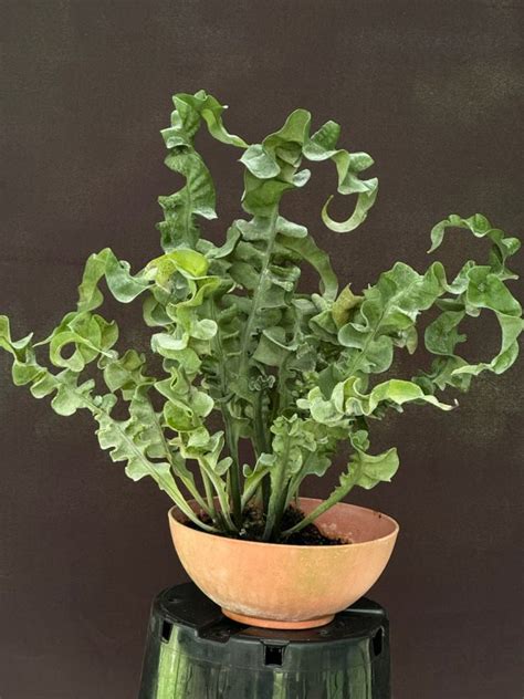 Microsorum Punctatum ‘undulatus Fern Gardino Nursery