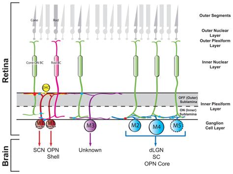 Intrinsically Photosensitive Retinal Ganglion Cells Many Subtypes Diverse Functions Pmc