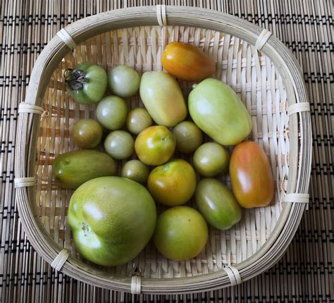 စိတ္ဝင္စားစရာ မာမာရဲ႔ ဝါသနာမ်ား ခရမ်းချဉ်သီးစိမ်း လက်ဖက်သုပ်