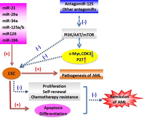 The Role Of Lsc In The Pathogenesis And Remission Of Aml Download