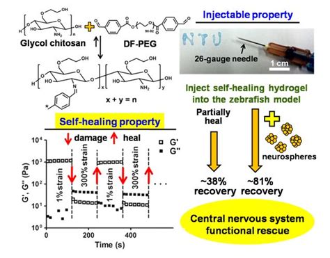 可注射性自愈性水凝胶修复中枢神经系统 清华大学化学系