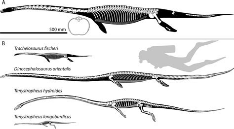 Researchers Identify Worlds Oldest Long Necked Sea Dinosaur