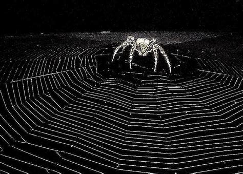 Web Building Spiders