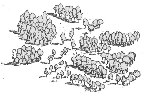 How To Draw A Forest On Your Fantasy Maps Artofit