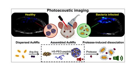 Activatable Photoacoustic Probe For Imaging Infection Gold Nanorod Dissociation In Vivo Reports