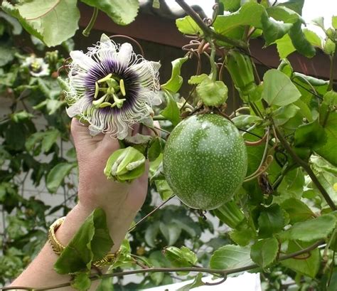 Purple Passion Fruit Passion Flower Vine Passiflora Edulis Rooted