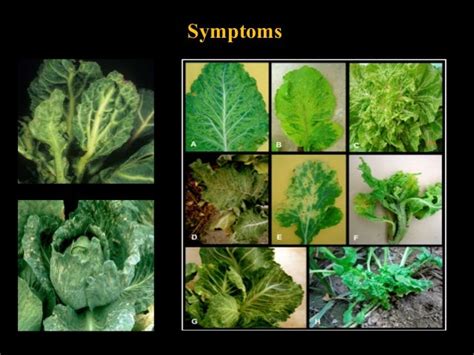 Cauliflower Mosaic Disease