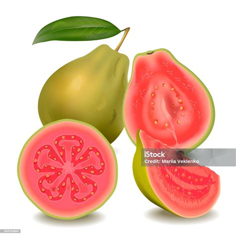 사실적인 일러스트 구아바 잎 반 구아바와 흰색 배경에 고립 된 슬라이스 신선한 전체 구아바 혈압 콜레스테롤을 낮출 수 있습니다 신체 면역을 향상 피듐 과자바 구아바에 대한