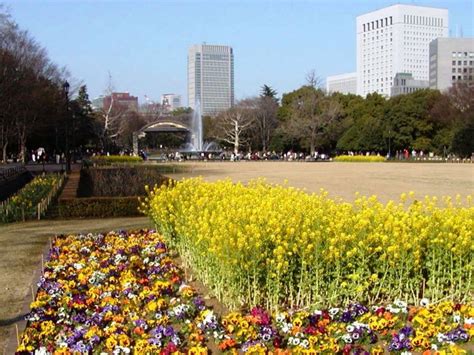 ナノハナ 菜の花アブラナ 野の花ノート