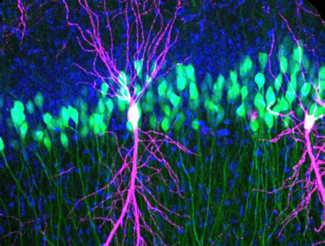 Columbia Zuckerman Institute