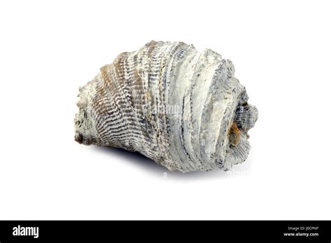 Sponge Fossil Cut Out Stock Images Pictures Alamy Sponge Fossil Cut Out Stock Images Pictures Alamy