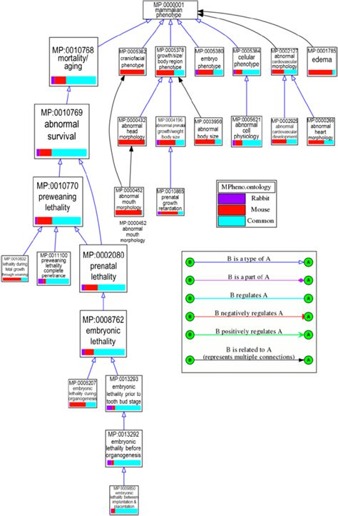 Mammalian Phenotype Mp Ontology Enrichment Analysis For Download Scientific Diagram