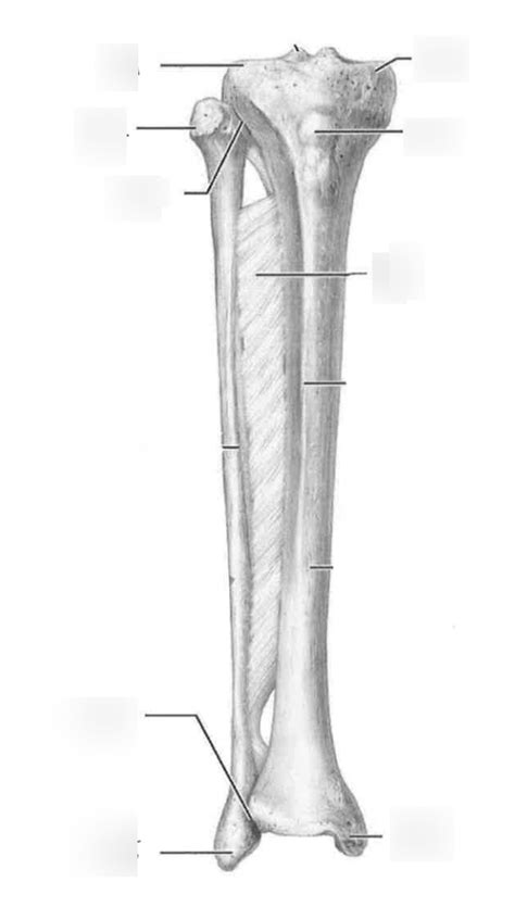 Tibia And Fibula Labeling Diagram Quizlet