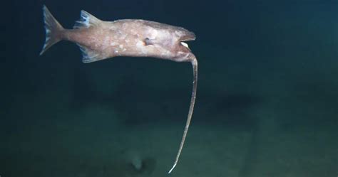 მეცნიერებმა დაადგინეს რომ ცხვირმათრახა ზღვის ეშმაკი მთელ ცხოვრებას თავდაყირა ატარებს ტაბულა