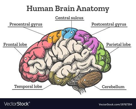 Simple Labelled Diagram Of The Brain