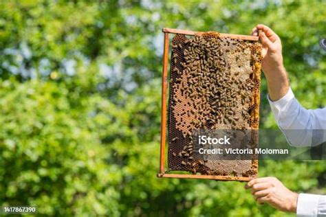 양봉가 개최 프레임 배경 질감 패턴 섹션 왁스 꿀벌은 꿀벌 벌집이 채워진 황금 꿀 개념 양봉장 양봉장에서 벌집을 작동합니다 검사 가득 찬에 대한 스톡 사진 및 기타 이미지