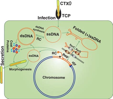 Diagram Showing Key Steps In The Life Cycle Of Ctxϕ The Phage Download Scientific Diagram