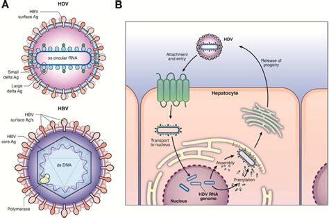 Pathogenesis Of And New Therapies For Hepatitis D Pmc