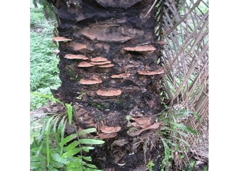 Ganoderma Boninense [9] Download Scientific Diagram