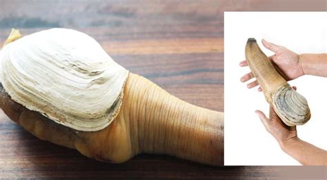 Pacific Geoduck Lifespan 150 Years The Worlds Largest Clam Bizglob