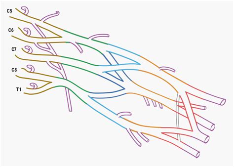 Brachial Plexus Diagram Blank