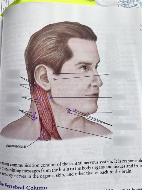 Diagram Of Head Neck Lymph Nodes Diagram Quizlet