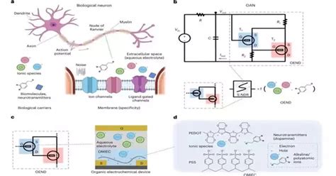 Artificial Neurons Mimic Organic Neurons By Speaking The Same Language Qs Papers